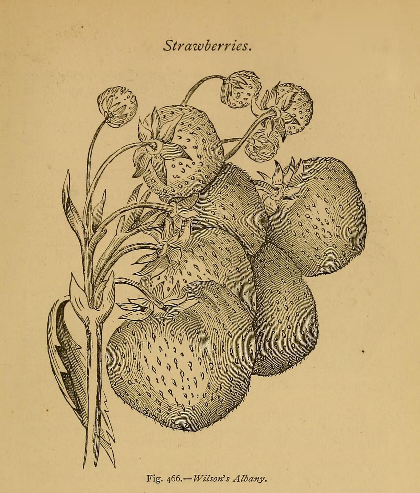Vintage Ephemera: Engraving, Strawberry bunch, 1875