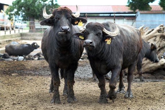 GSE ITALY 2010: Mozzarella di Bufala, Campania, Italy