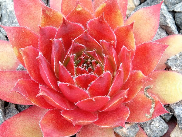 Clin d'œil: Plantes grasses