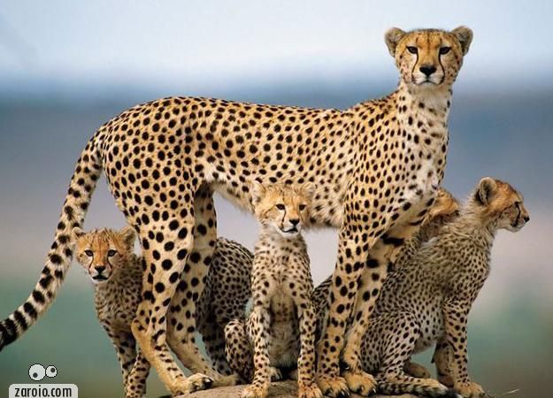 Biologia: Reprodução dos Animais