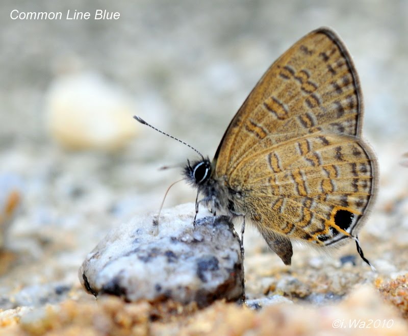 Butterfly Nosecount: #3 Common Line Blue