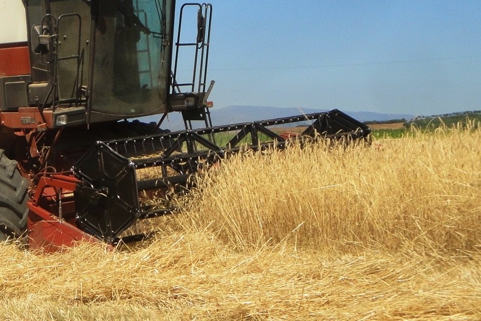 TRAVANCAS DA RAIA: Tempo das segadas