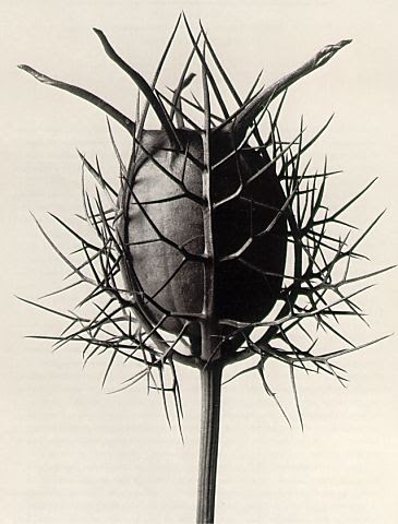 The Art Theoretical: Photography by Karl Blossfeldt