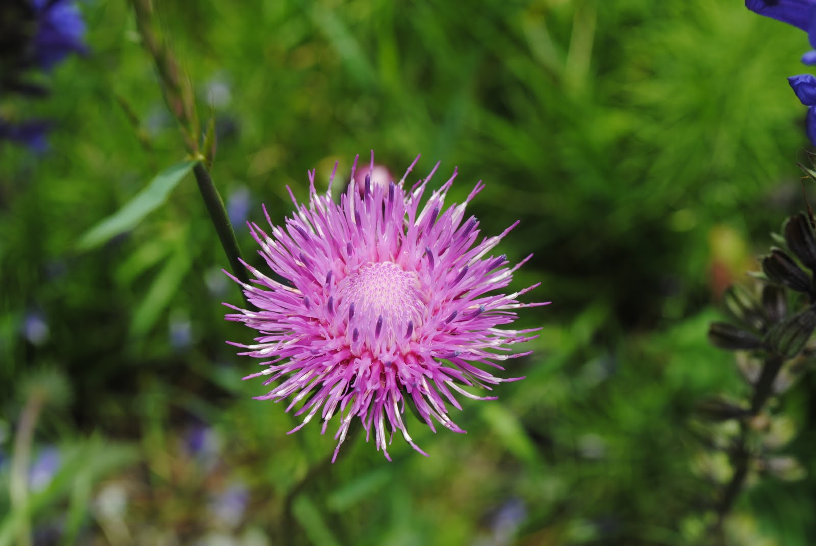 The German Excursion