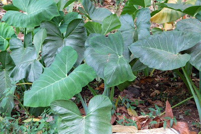 sítios e estados: As folhas da Matabala...