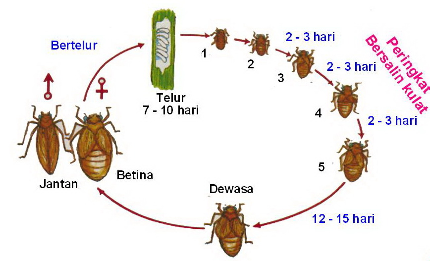 BAKTI DISEMAI DAN JANJI DITUNAI: SAWAH SUNGAI MANIK DI SERANG BENA PERANG