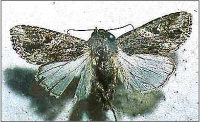 BAKTI DISEMAI DAN JANJI DITUNAI: BIOSIS PEROSAK