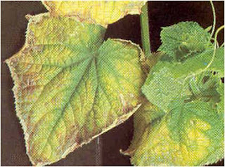 BAKTI DISEMAI DAN JANJI DITUNAI: NEKROSIS DAN KLOROSIS