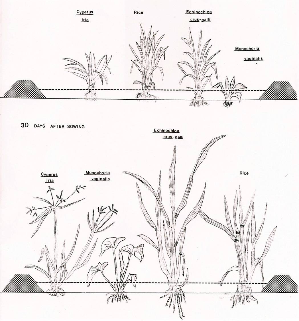 49+ Gambar Rumput Kartun Hitam Putih, Inspirasi Baru!