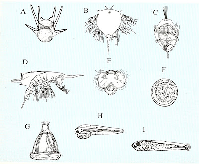 Mares fauna peces abundancia de vida: CLASIFICACIÓN DEL PLANCTON