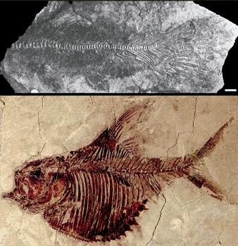 Mares fauna peces abundancia de vida: TELEÓSTEOS