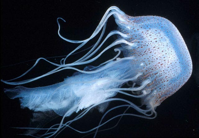 Bioconsulteca: Filum Celenterados