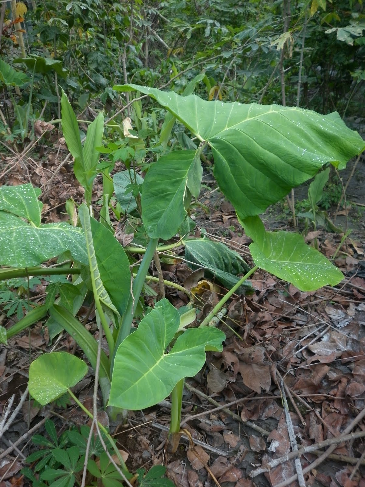 TANAMAN OBAT TRADISIONAL DARI TALAS/KIMPUL | Tips Petani