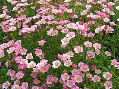 Perennan Penkki: Rikot