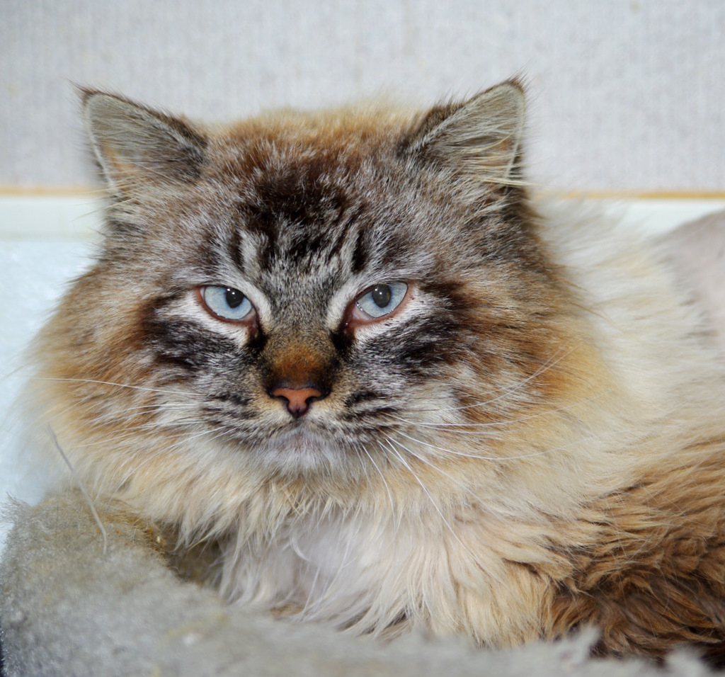 Catalott On The Road: Cool Cat