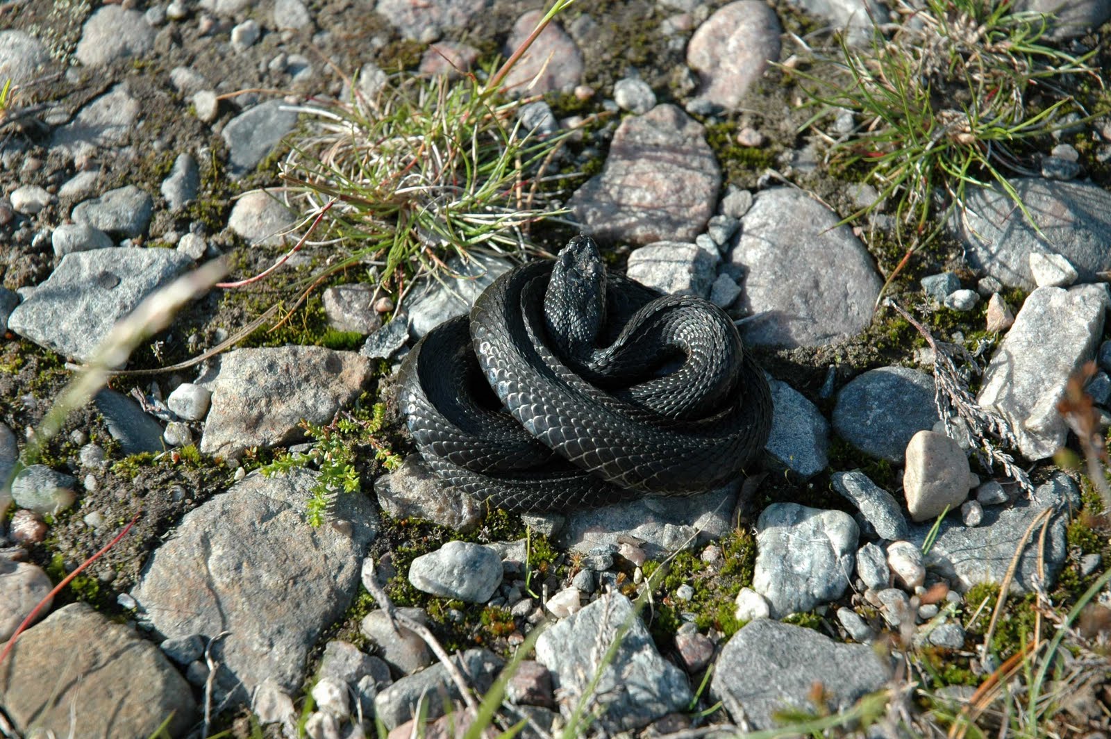 Mollan, Becca & mig: Huggorm!