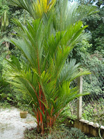 TUMBUHAN HIASAN...: POKOK PINANG MERAH