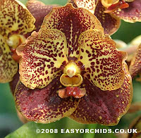 KOLEKSI ORKID: RUMAH ORKID...