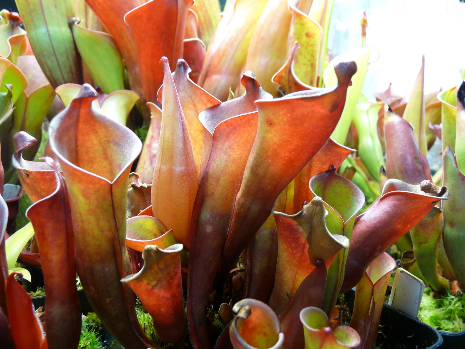 Heliamphora heterodoxa - Alchetron, The Free Social Encyclopedia