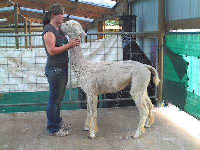 Mariah Hill Alpacas Livestock Exports: Heat Stress- Male Alpacas ...