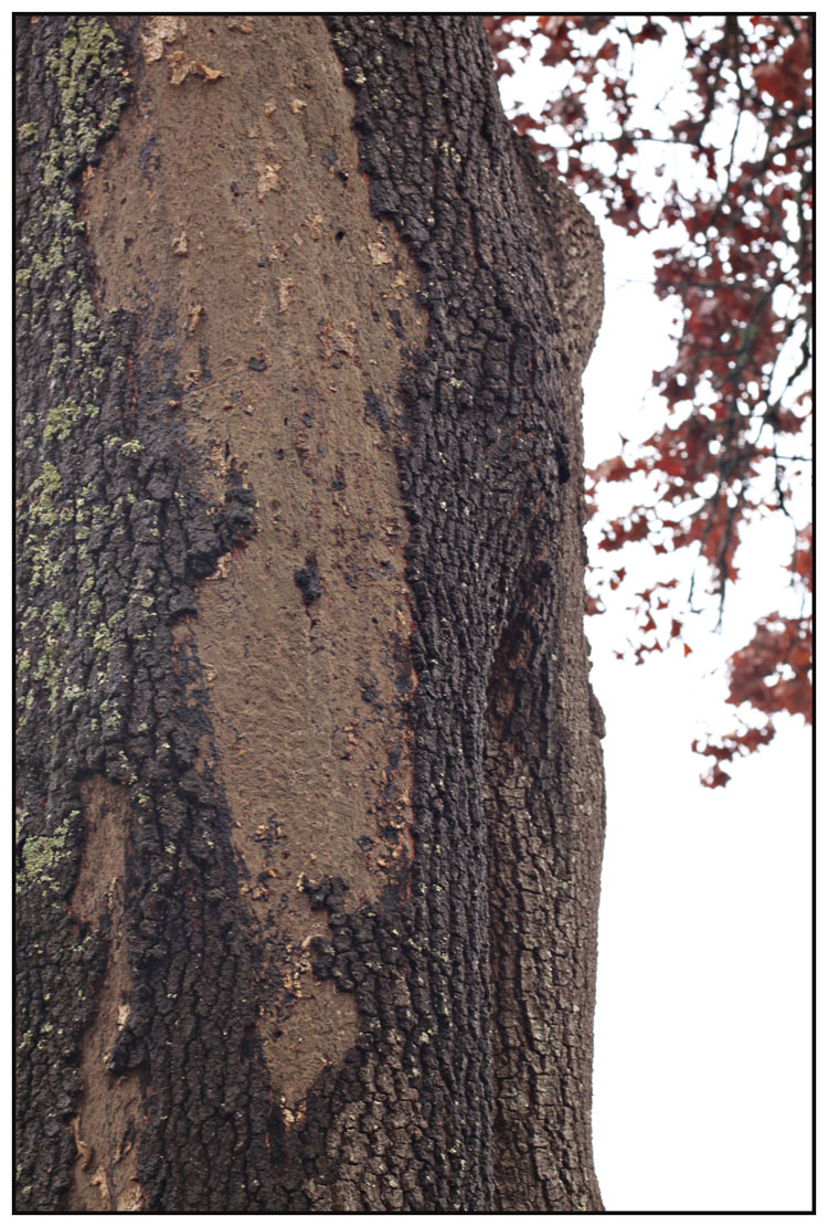 The Good Life: Towering Oak Tree