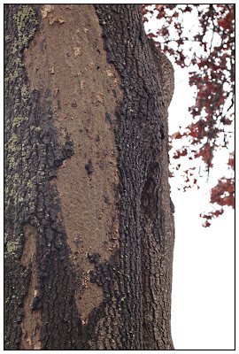 The Good Life: Towering Oak Tree