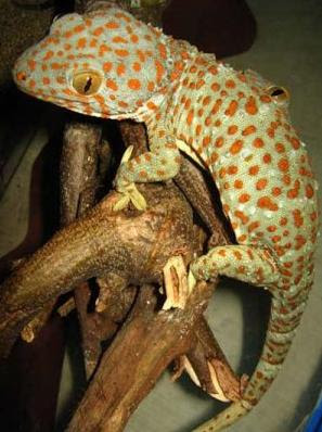 Jual Agro Bisnis: Tokek Dijual Mahal