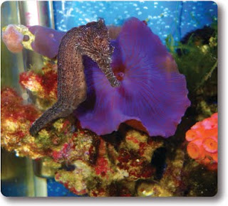 Reef River Reptile