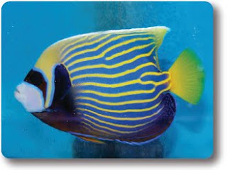 Reef River Reptile