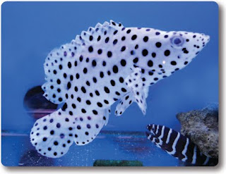 Reef River Reptile