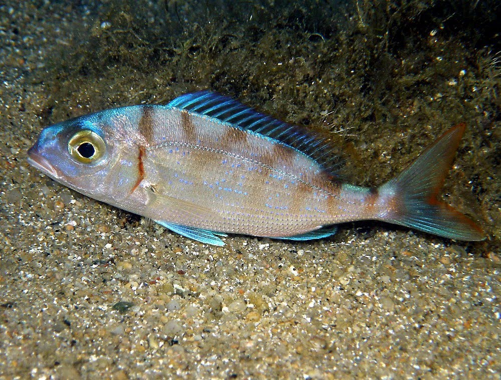 Iluminación Profunda: Pargo