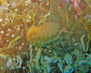 Iluminación Profunda: Chiton olivaceus (Quitón)