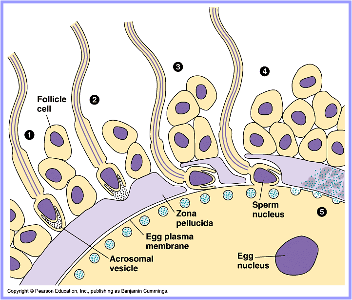 F I S I O T E R A P I: G. FERTILISASI & EMBRIOGENESIS