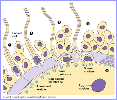 F I S I O T E R A P I: G. FERTILISASI & EMBRIOGENESIS
