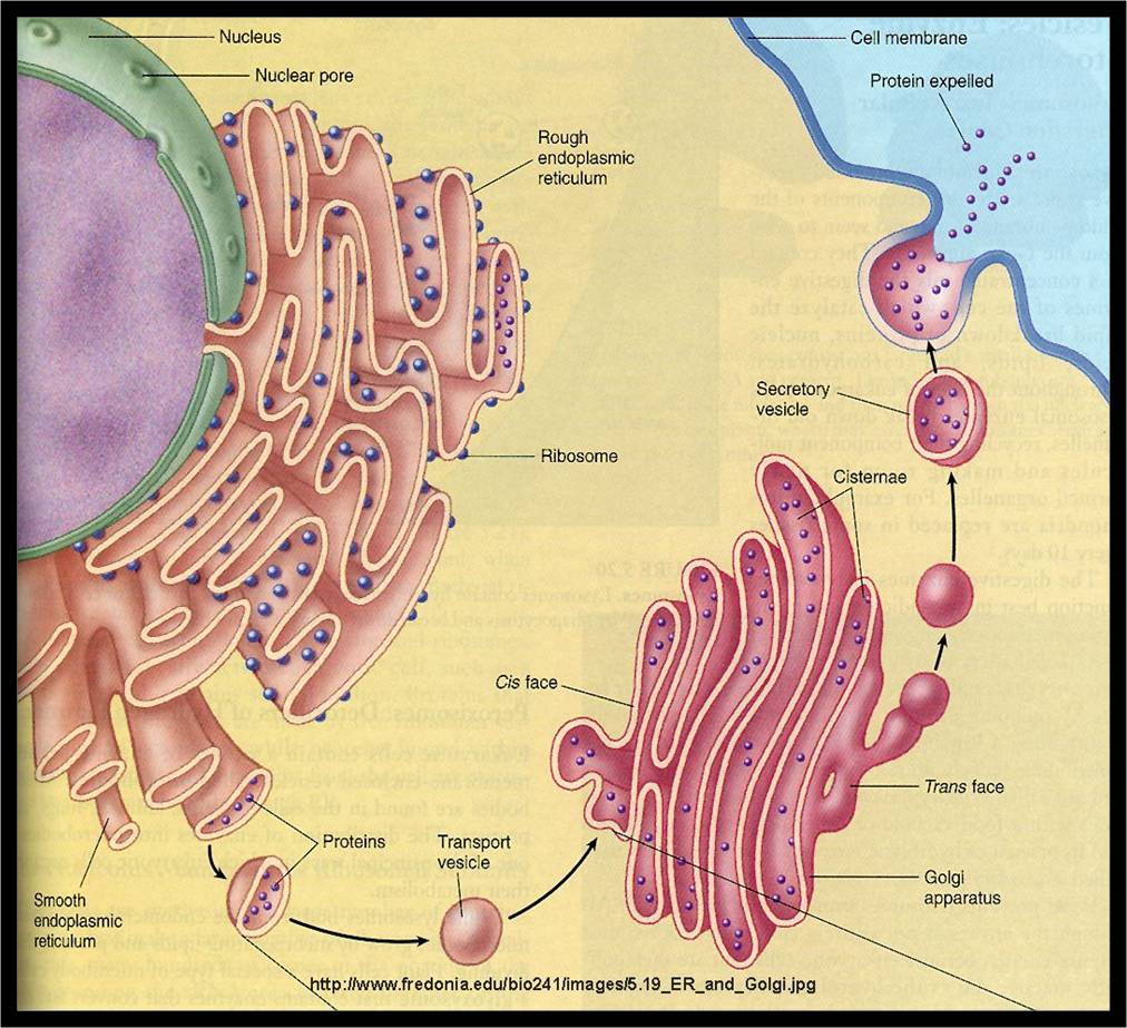 F I S I O T E R A P I: H. ORGANEL SEL