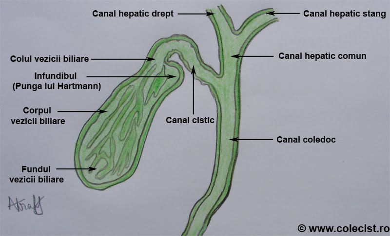 ORGANISMUL UMAN: mai 2010