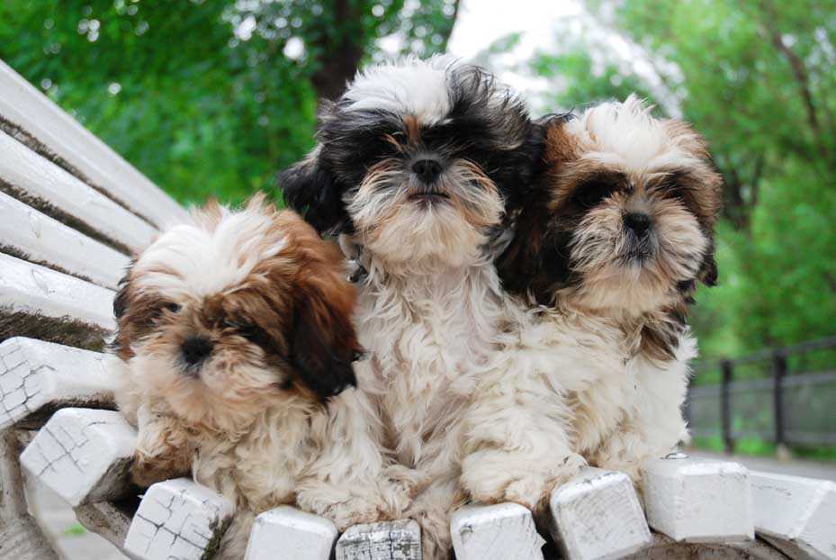 Oh my DOG!: Shih tzu: