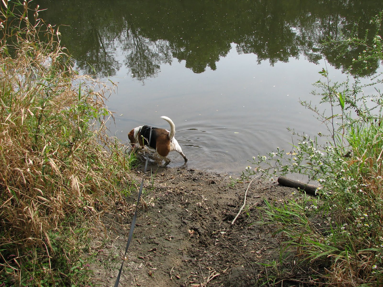 Musings from Illinois: Blackhawk Springs Forest Preserve Hike With the ...