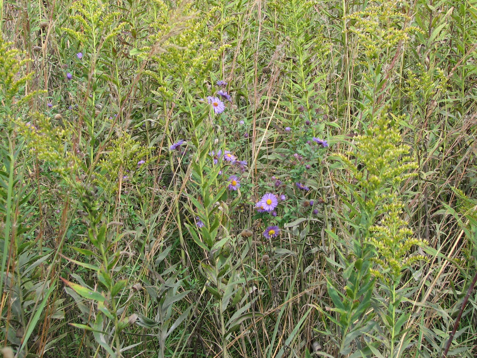 Musings from Illinois: Pecatonica Wetlands Forest Preserve Sunday 9-26-10