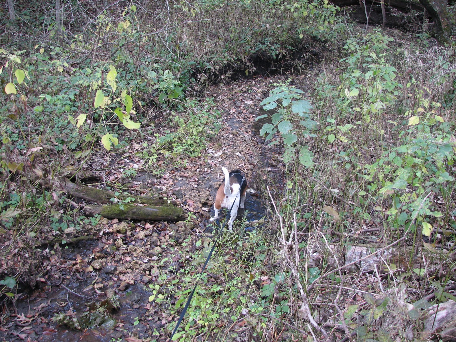 Musings from Illinois: Oak Ridge Forest Preserve 10-3-10