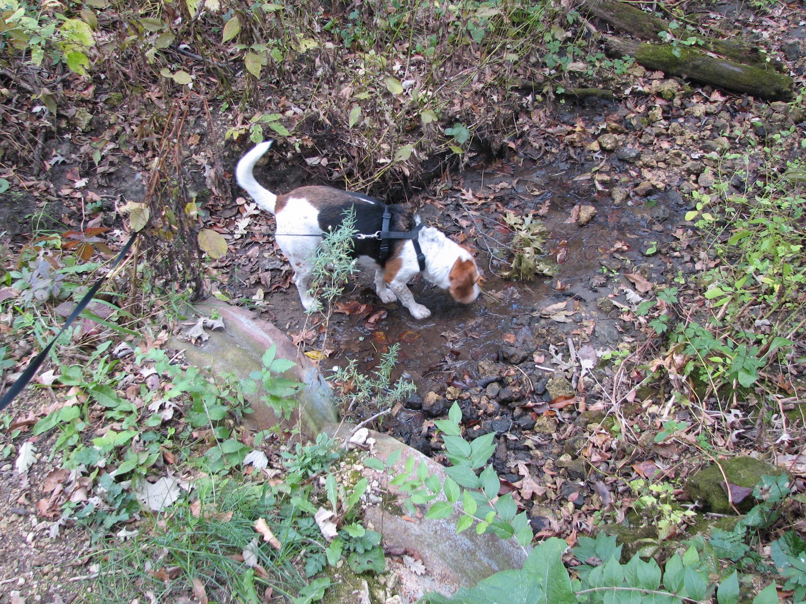 Musings from Illinois: Oak Ridge Forest Preserve 10-3-10