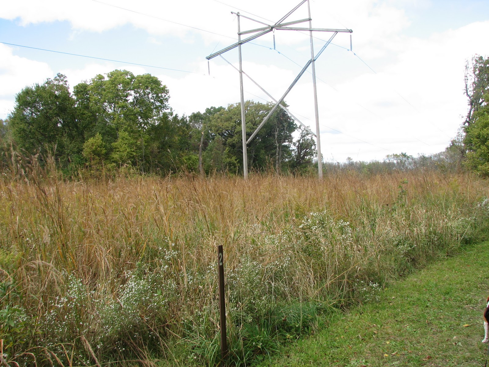 Musings from Illinois: Oak Ridge Forest Preserve 10-3-10