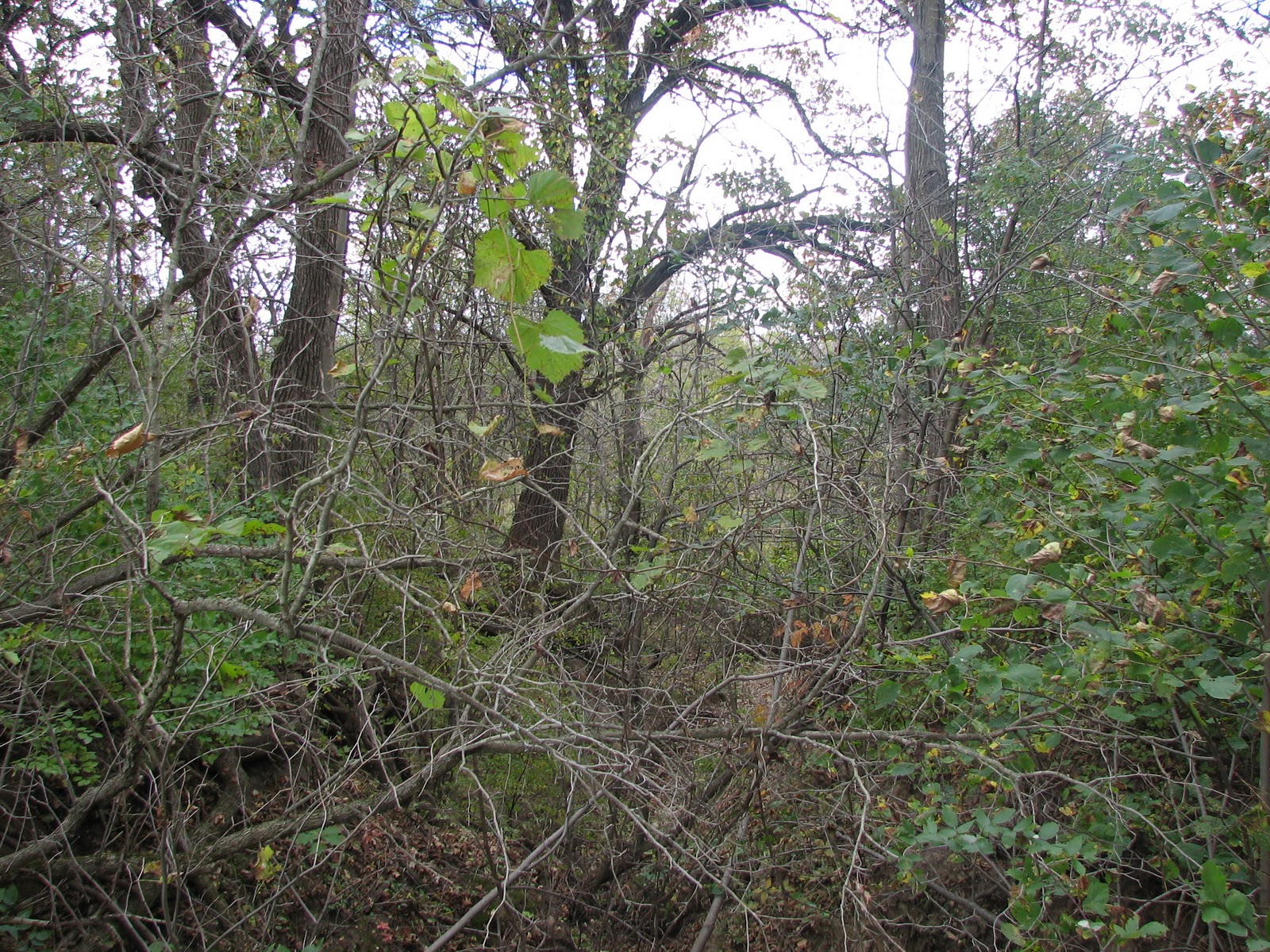 Musings from Illinois: Oak Ridge Forest Preserve 10-3-10