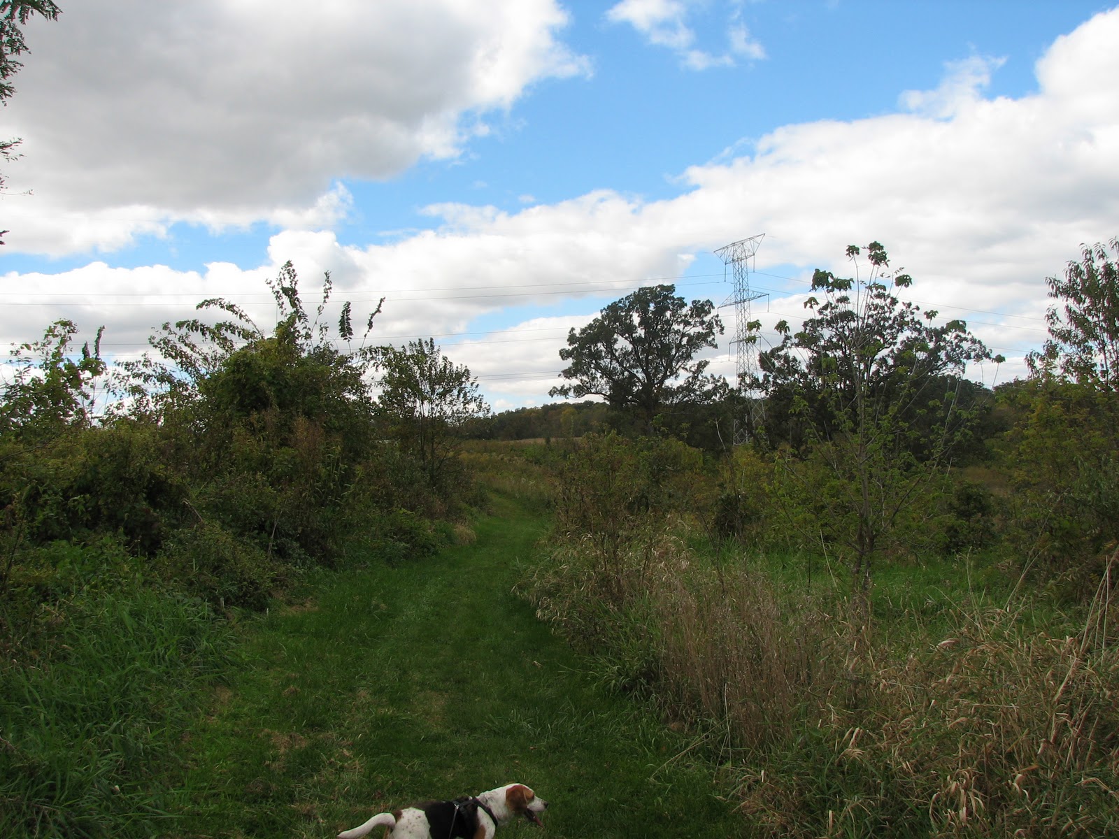Musings from Illinois: Oak Ridge Forest Preserve 10-3-10