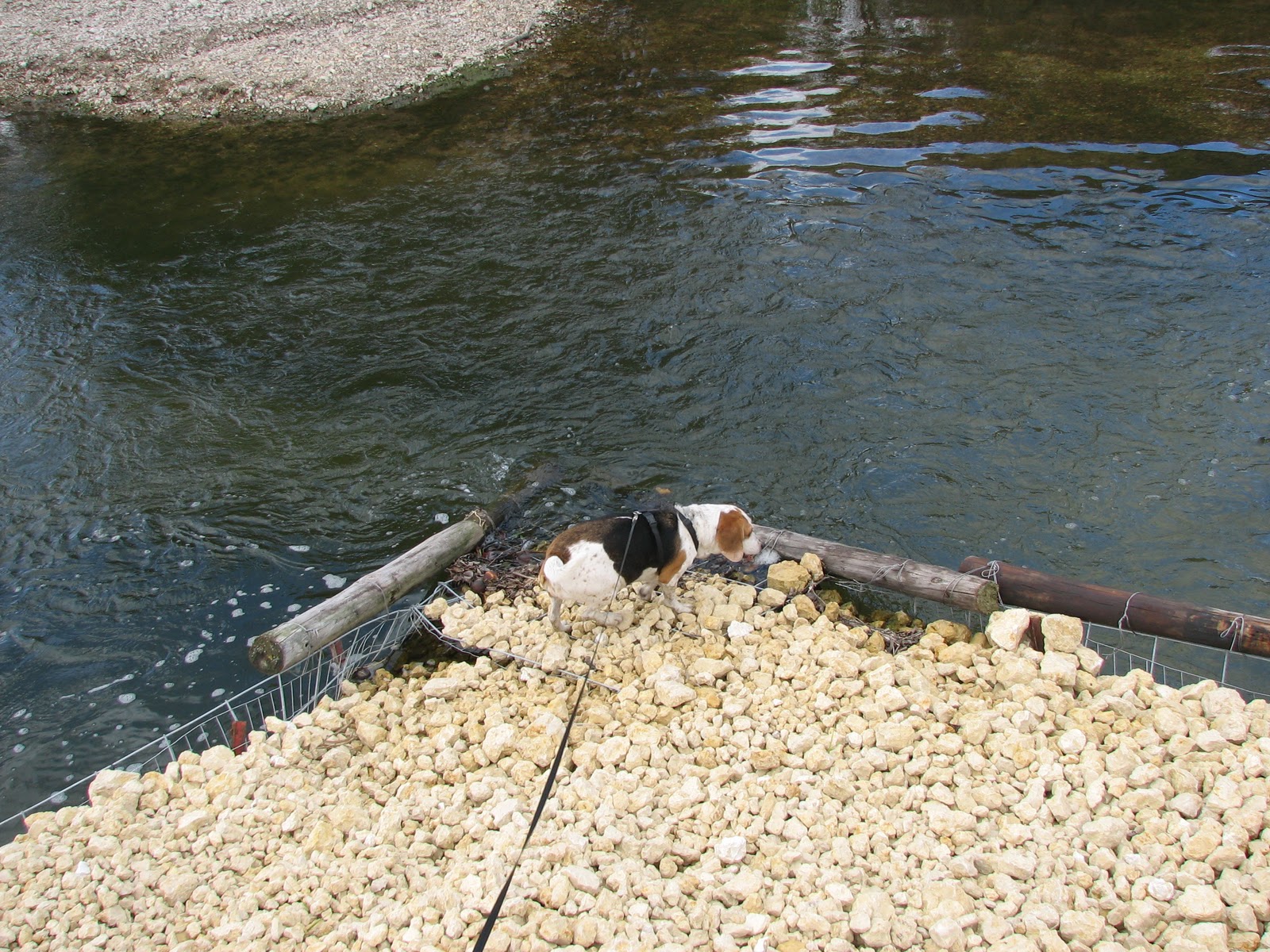 Musings from Illinois: Oak Ridge Forest Preserve 10-3-10