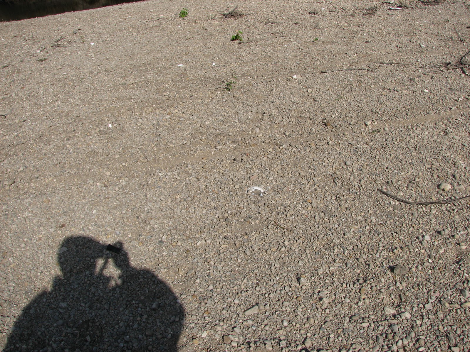 Musings from Illinois: Oak Ridge Forest Preserve 10-3-10