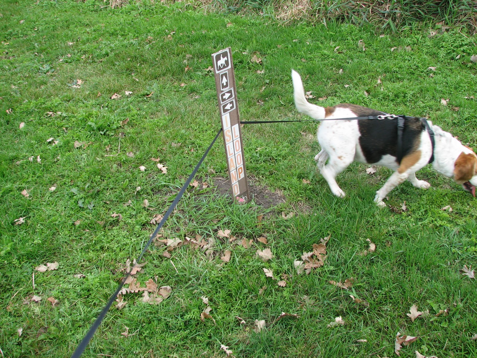 Musings from Illinois: Oak Ridge Forest Preserve 10-3-10