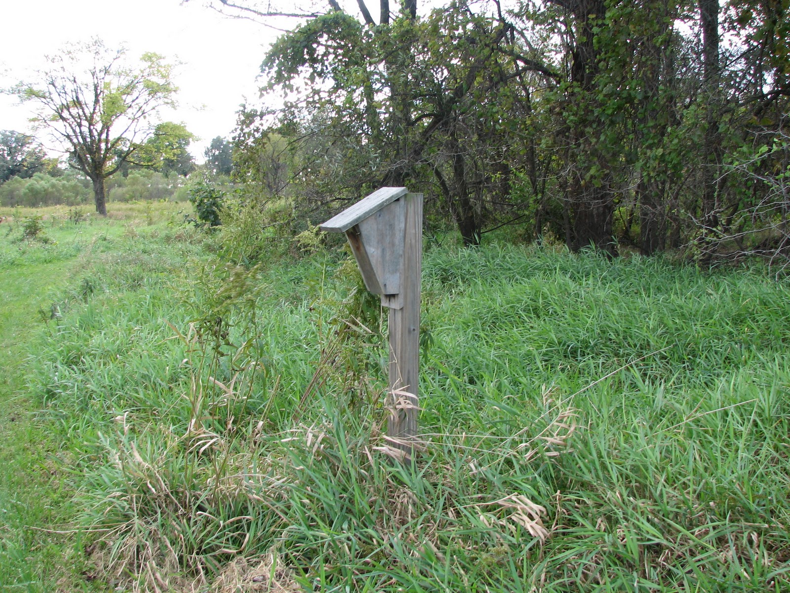 Musings from Illinois: Oak Ridge Forest Preserve 10-3-10