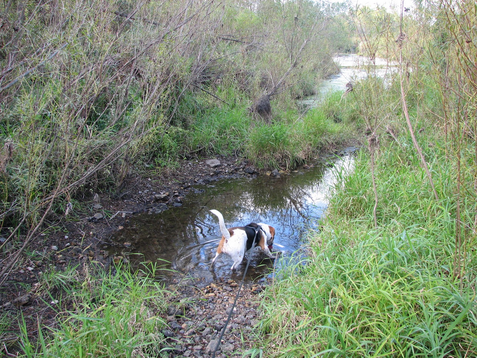 Musings from Illinois: Oak Ridge Forest Preserve 10-3-10