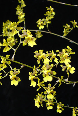 ORQUÍDEAS: Oncidium